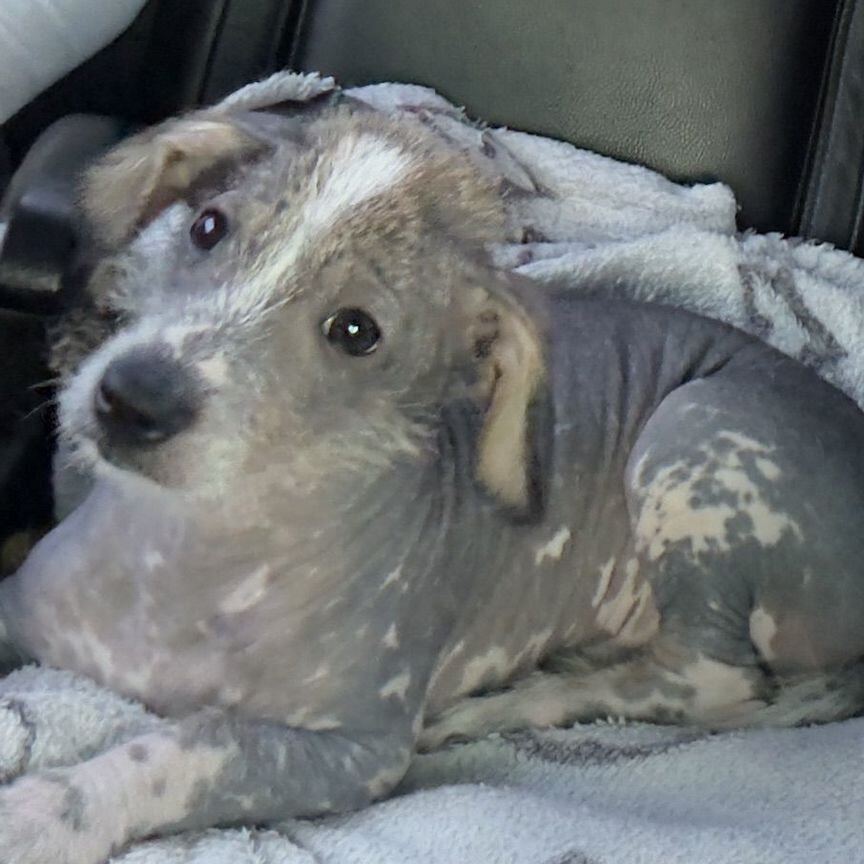 Китайская хохлатая, щенок