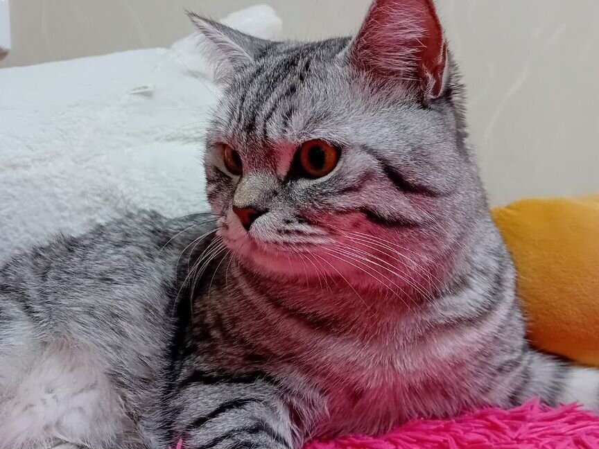 Шотландский кот