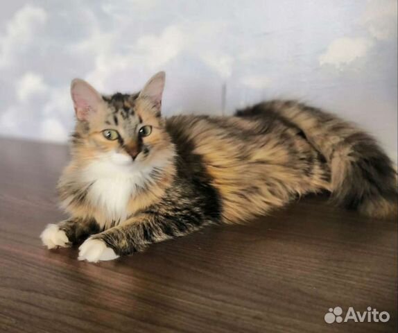 Кошка Майя отдам в добрые руки. Доставка
