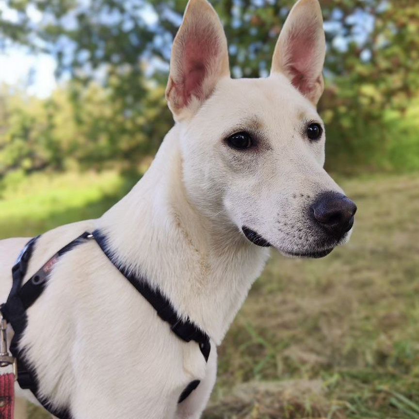 Взрослая собака в добрые руки