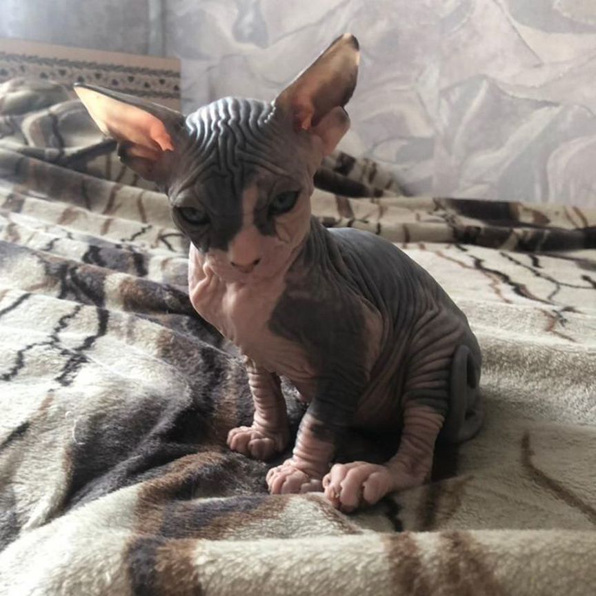 Канадский сфинкс котенок девочка