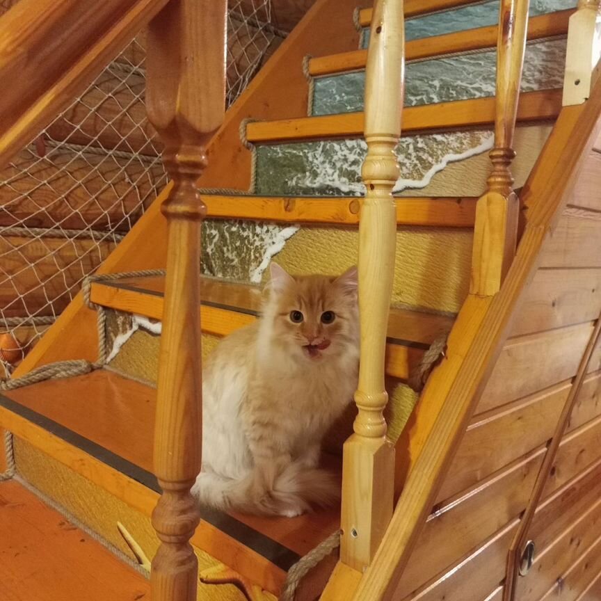 Котята-подростки в добрые руки