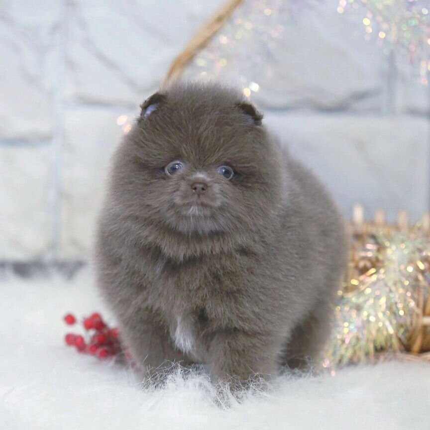 Лиловый обаяшка померашка