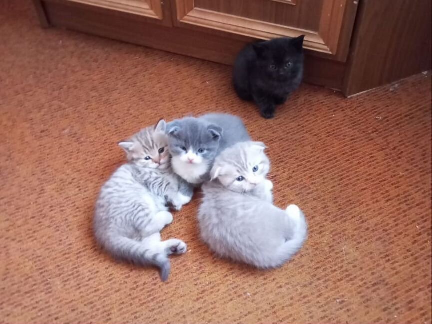 Котята в добрые руки