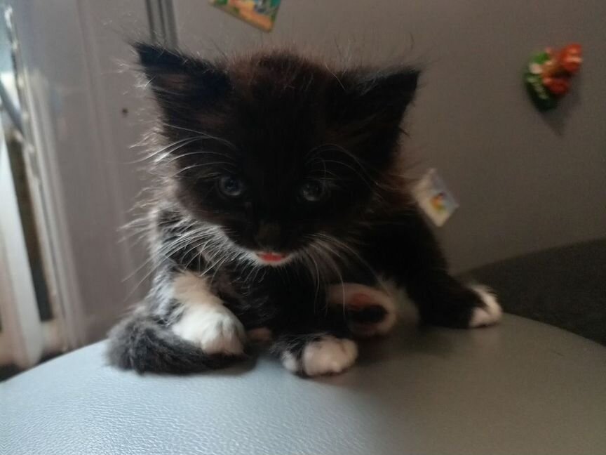 Котята в добрые руки бесплатно