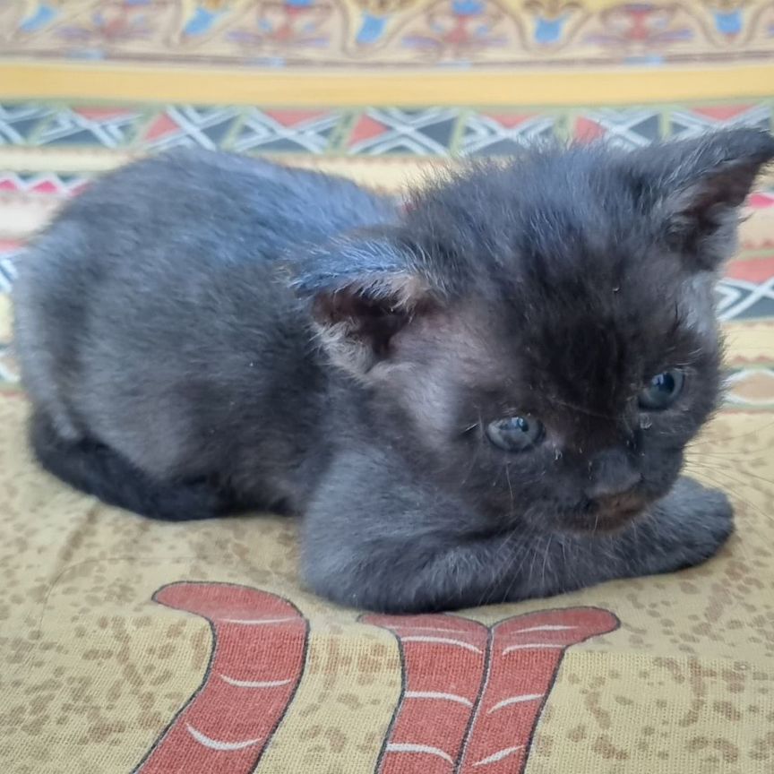 Котенок девочка