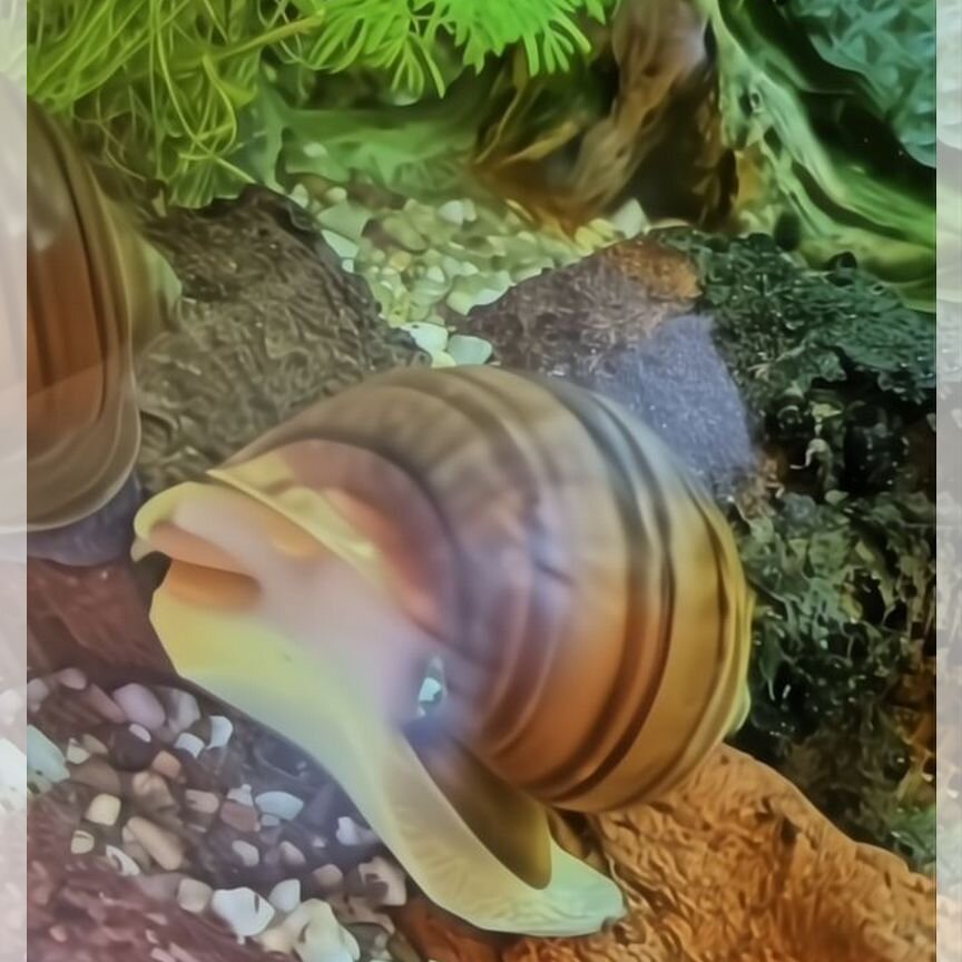 Улитки ампулярии