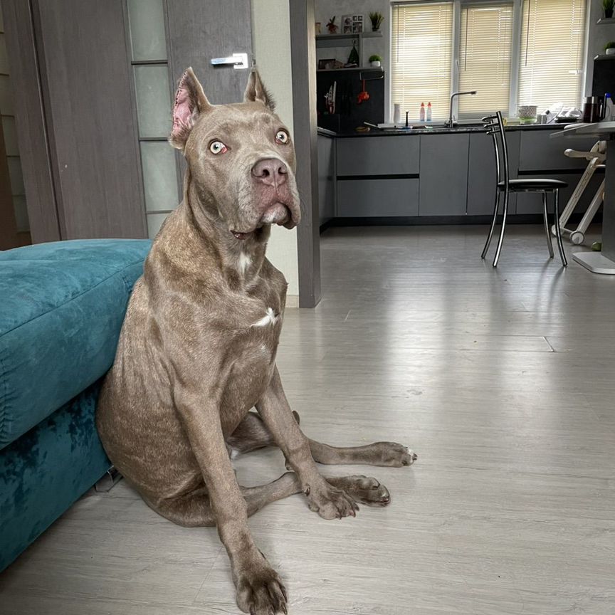 Отдам в добрые руки Кане-Корсо