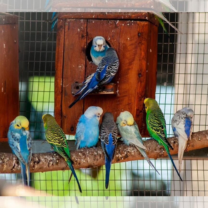 Волнистые попугаи