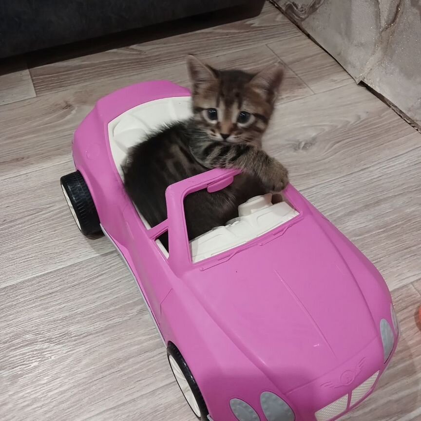 Котята в добрые руки