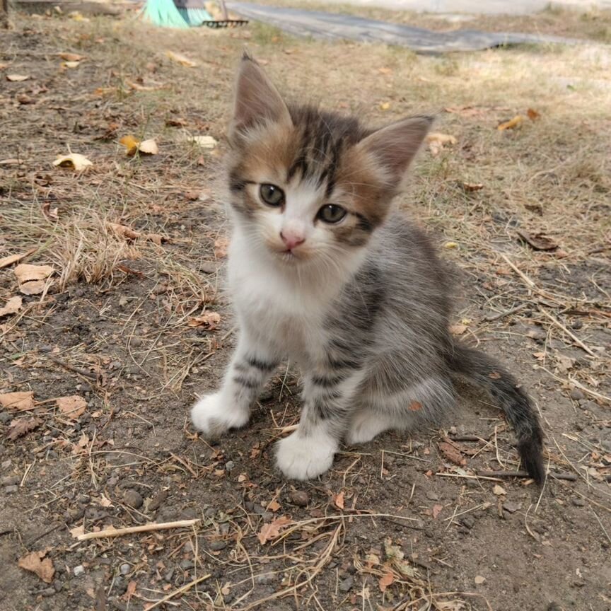 Мальчик,без породы, игривый
