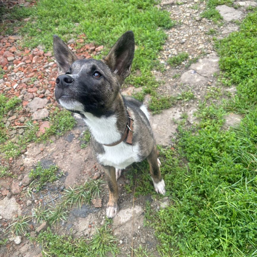 Собака в добрые руки отдам бесплатно