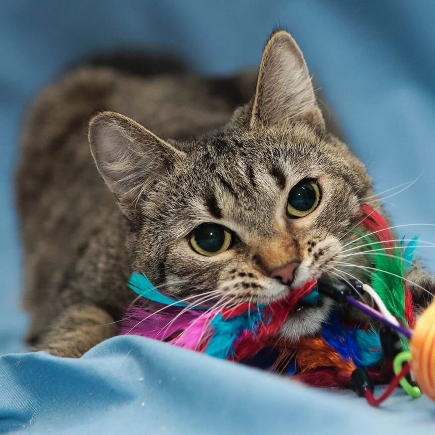 Милая Китти в поисках дома