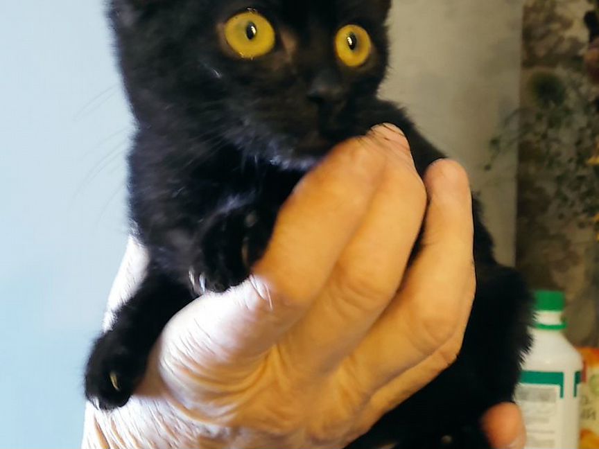 Отдам в добрые руки