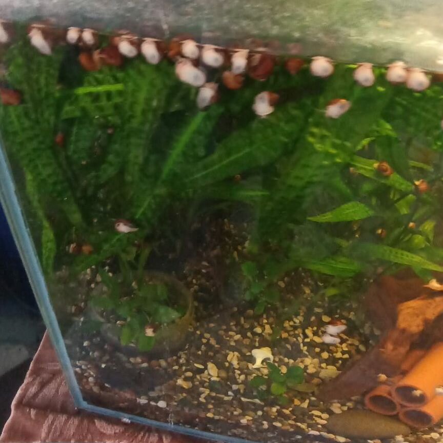 Ампулярия и сомик прилепаоа