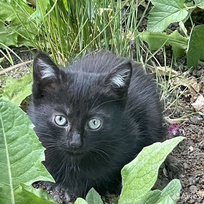 Котята черненькие прелестные, 1.5 мес