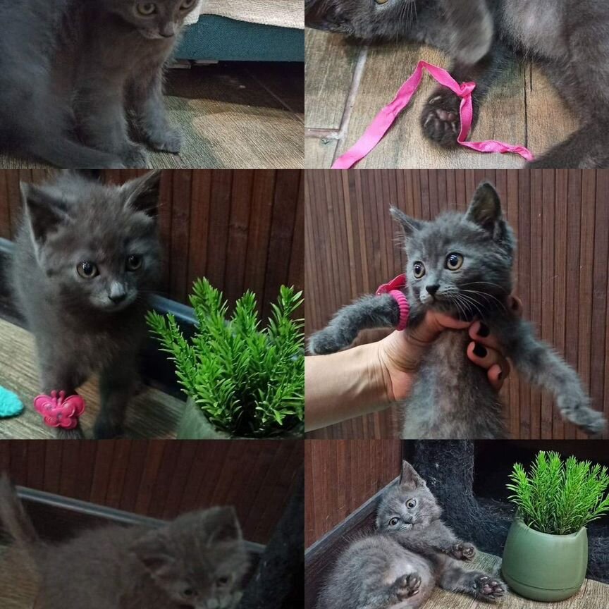Британские котята серые
