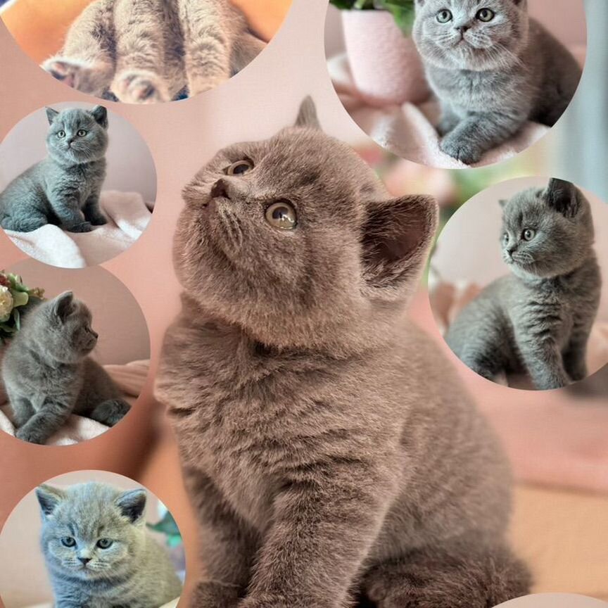 Британские котята