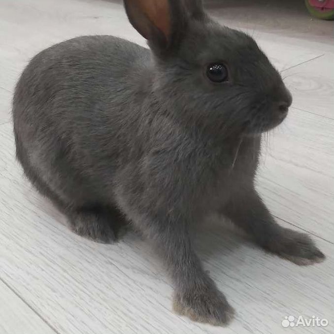 Декоративный кролик mini