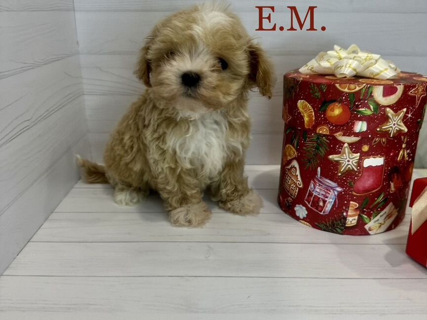 Мальтипу f1 Teddy