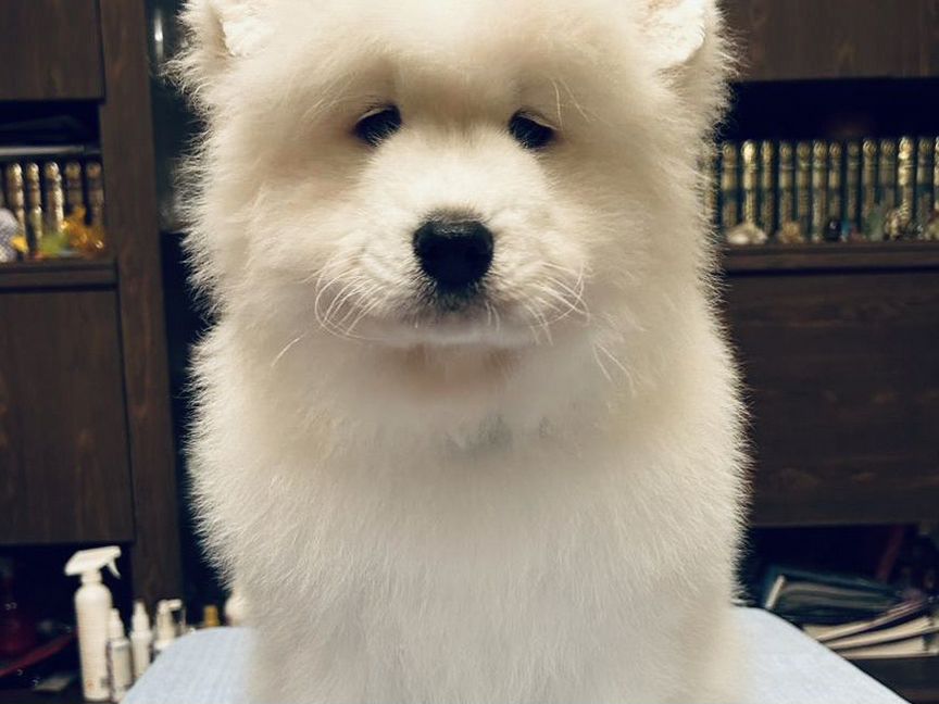 Самоед, щенки, в январе