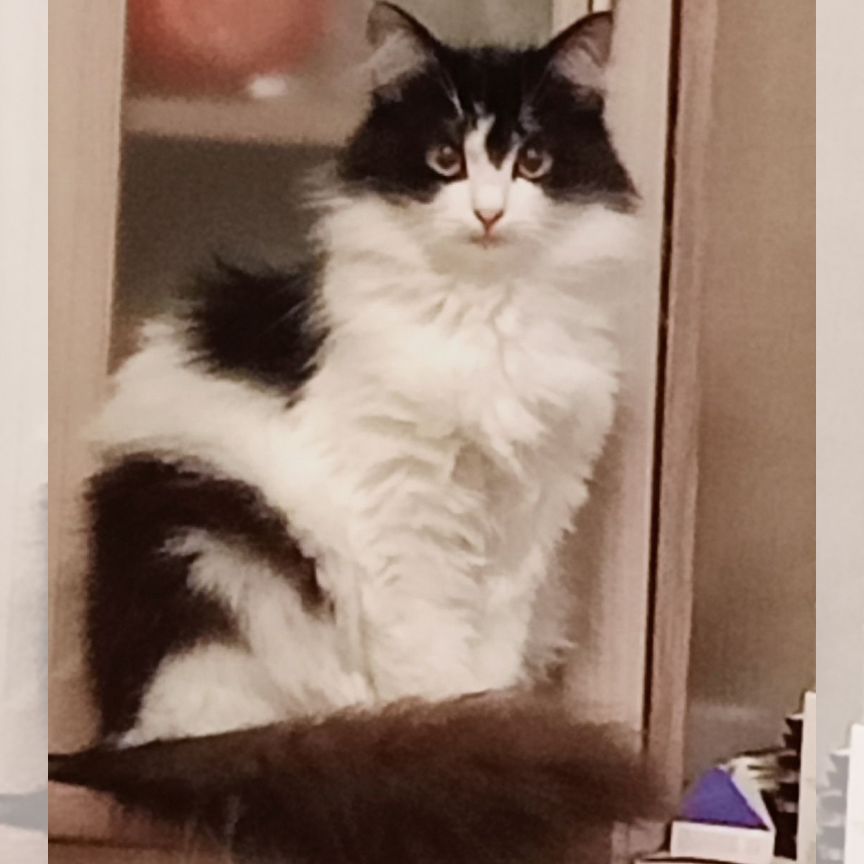 Кошечка крысоловка