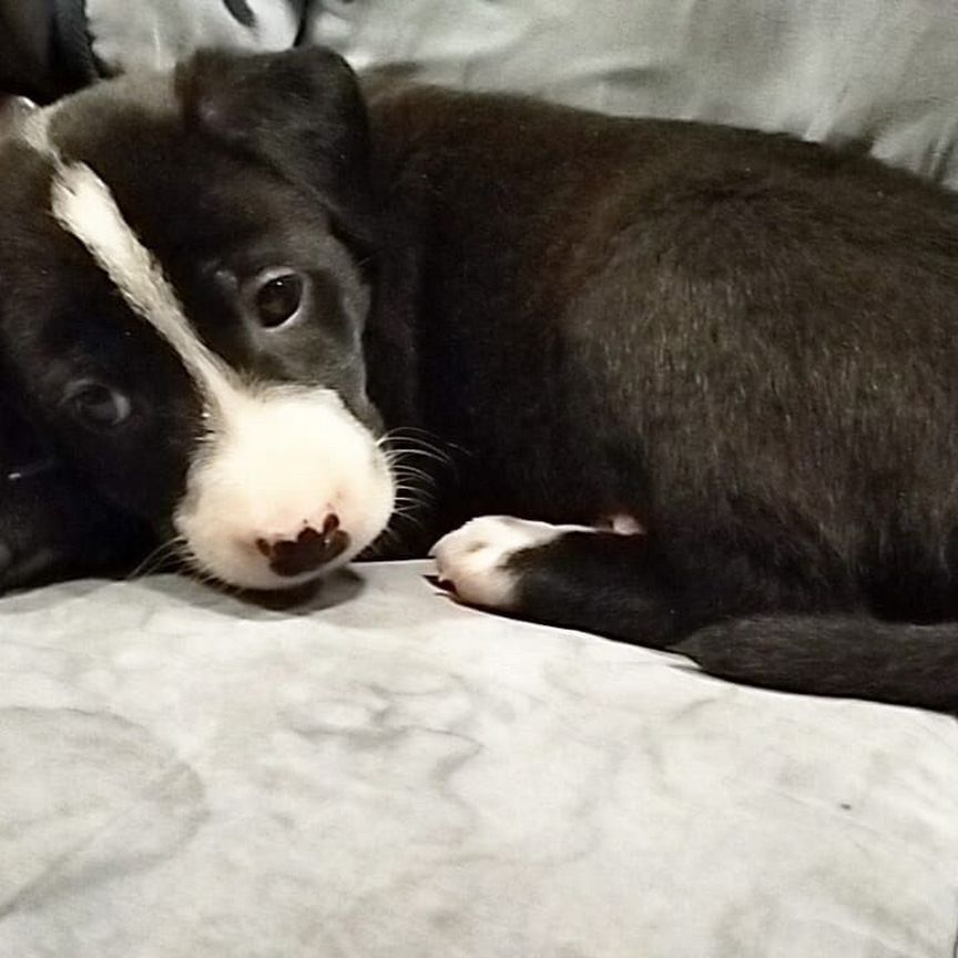 Девочка щенок