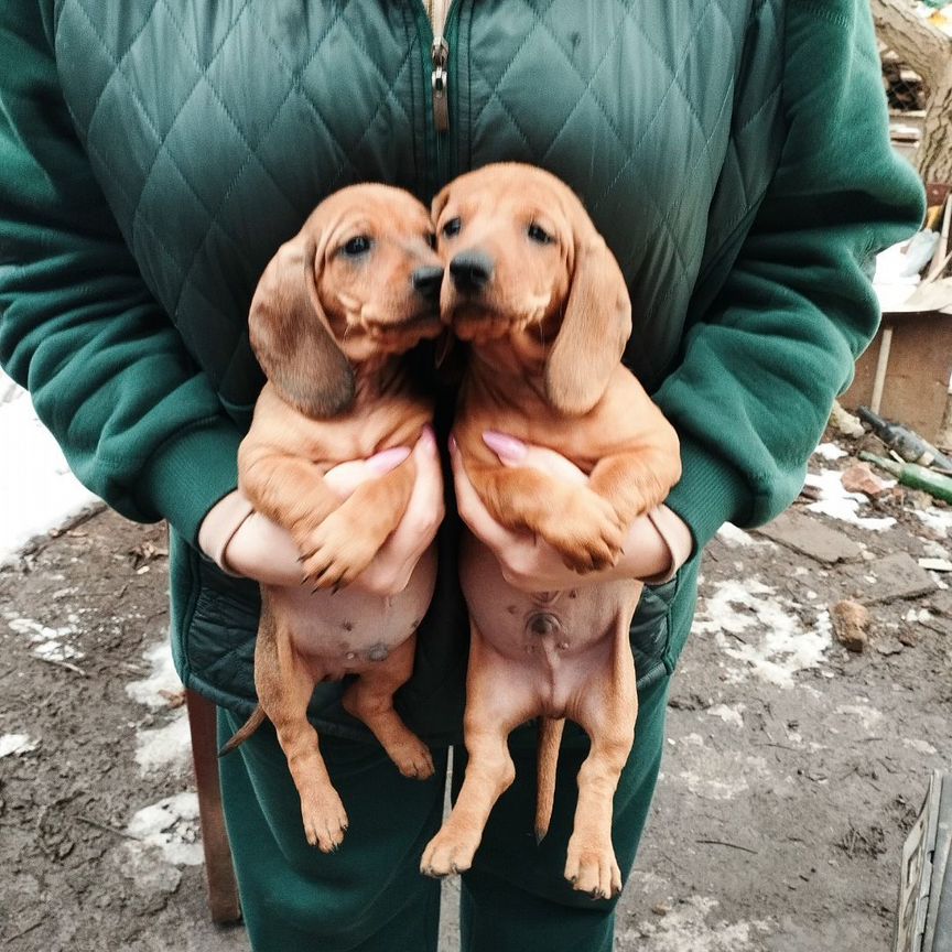 Щенки таксы