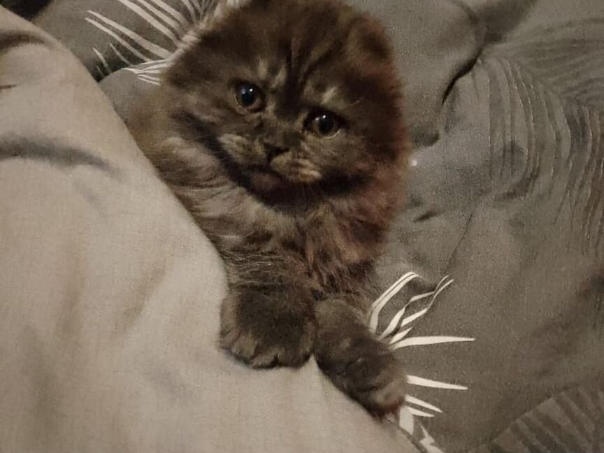 Британские вислоухие котята