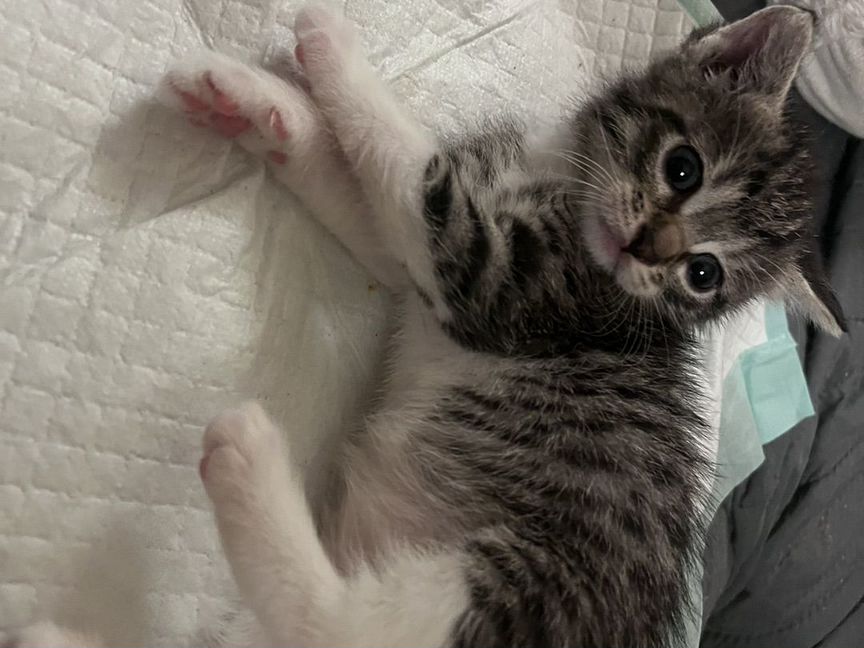 Котеночек в добрые руки