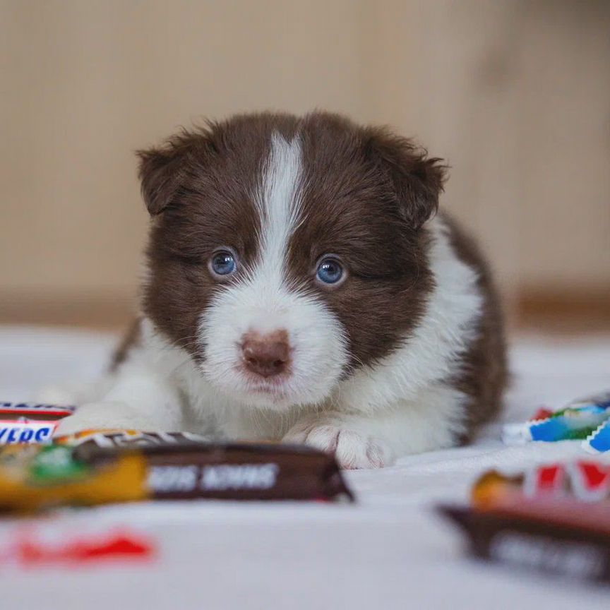 Щенок Бордер Колли