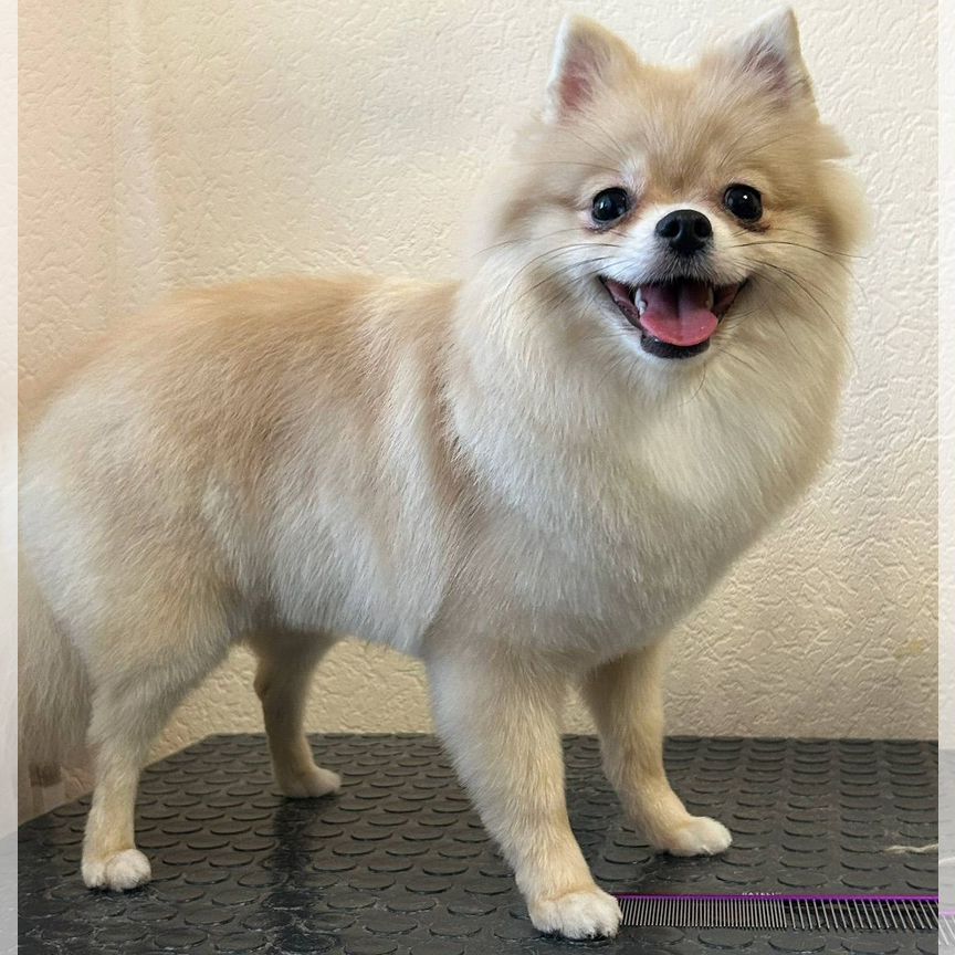 Померанский шпиц, щенок