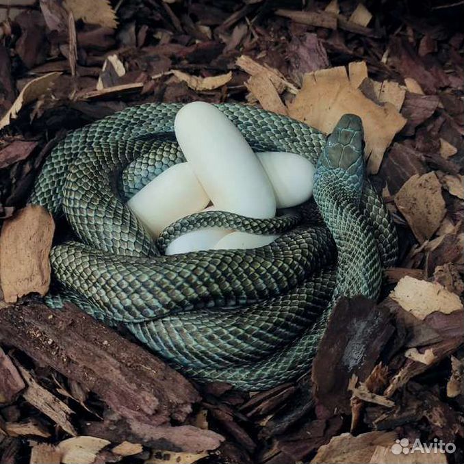 Кунаширский полоз