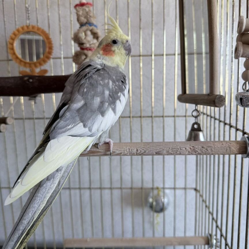 Попугай корела с клеткой