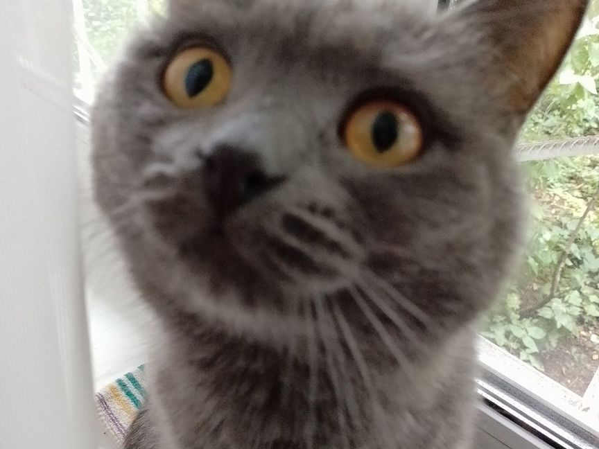 Отдам кошку в добрые руки