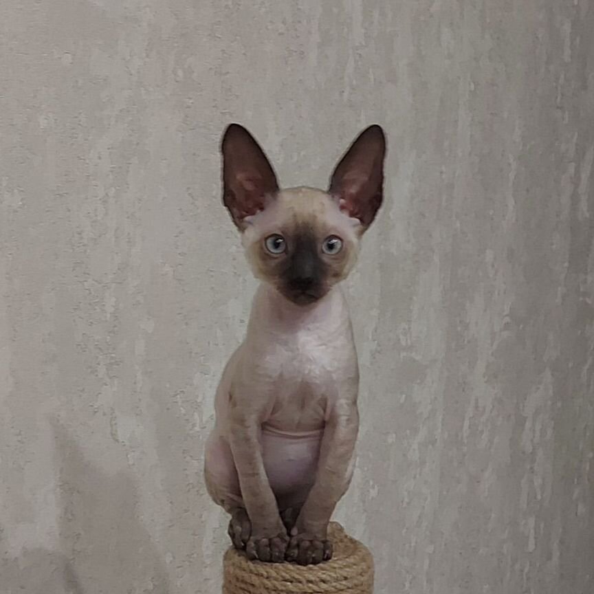 Корниш- рекс мальчик