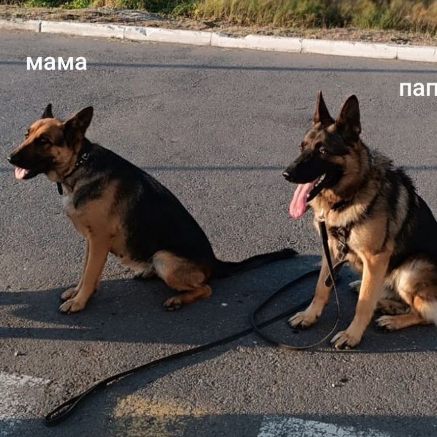 Немецкая овчарка, щенок