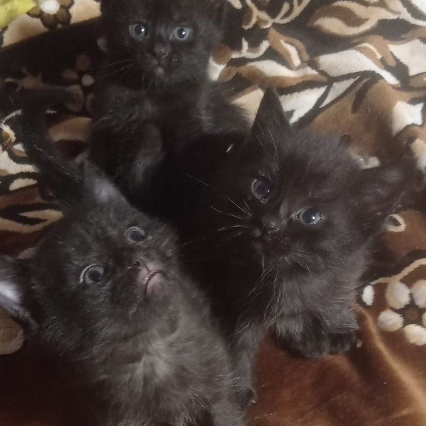Котятки в добрые руки