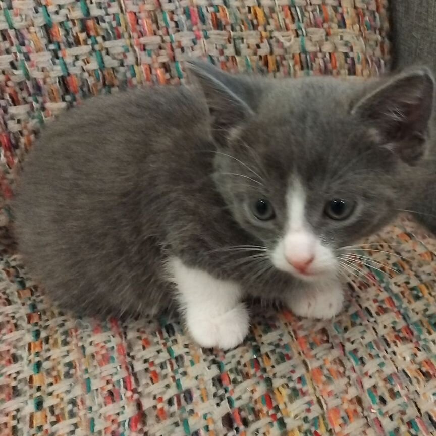 2 котенка 1мес., ласковые кушают сами