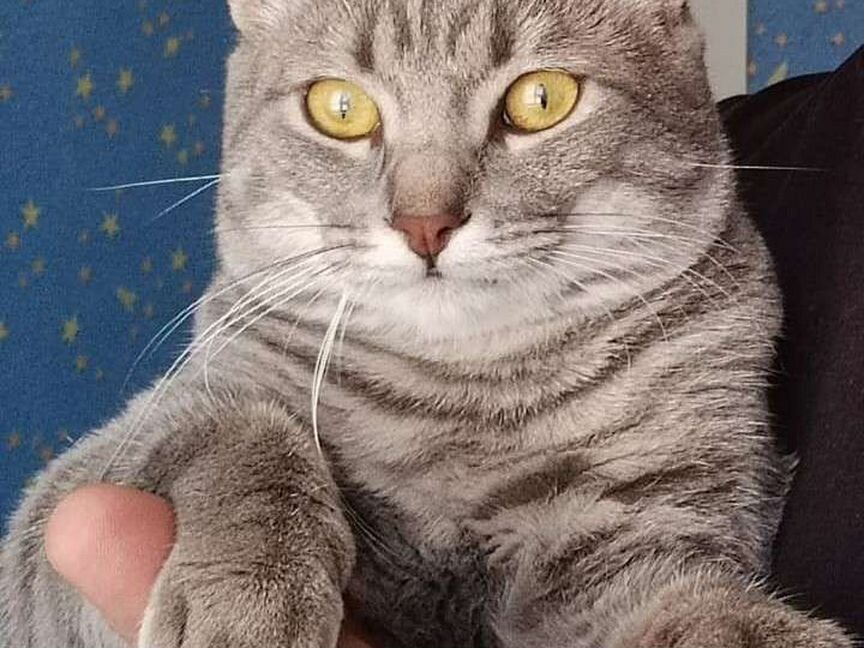 Кот аракул