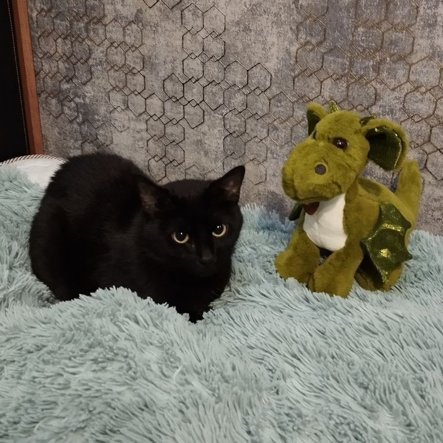 Кошечка Вика 2 года
