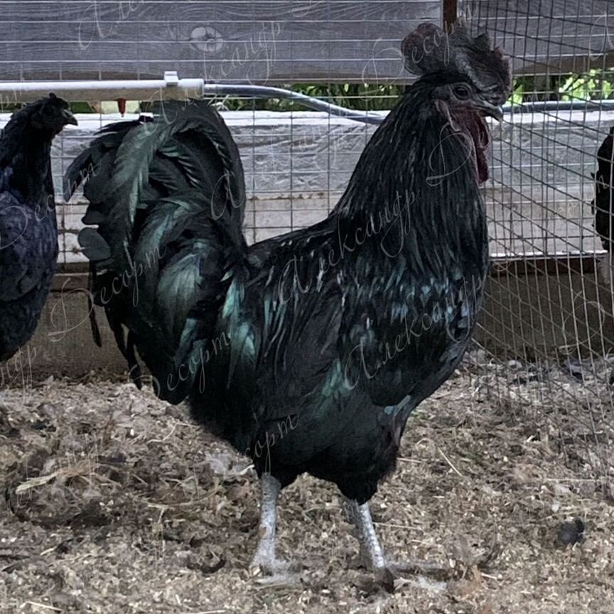 Петух Ухейилюй