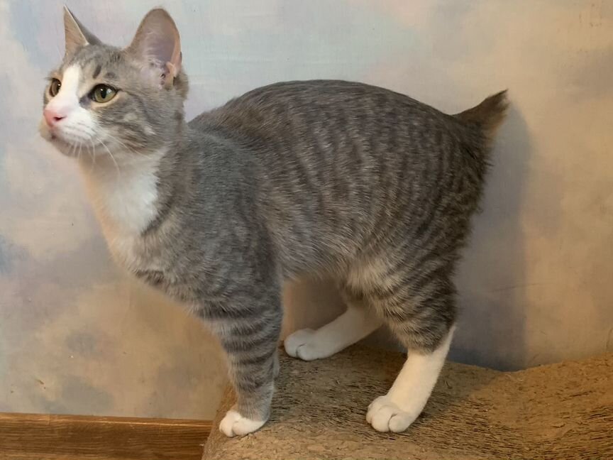 Котенок Тёма без хвостика