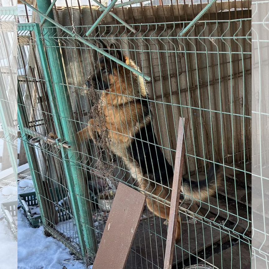 Немецкая овчарка, взрослый пёс