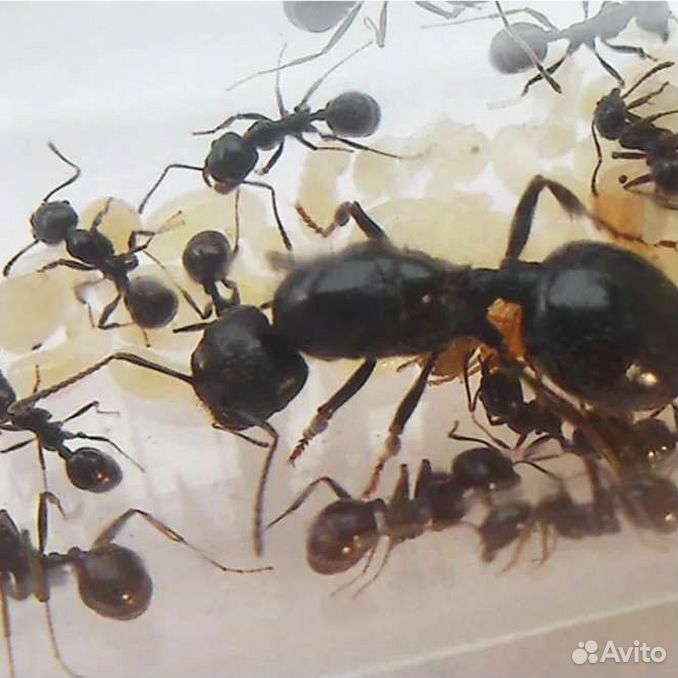 Муравьи для муравьиной фермы