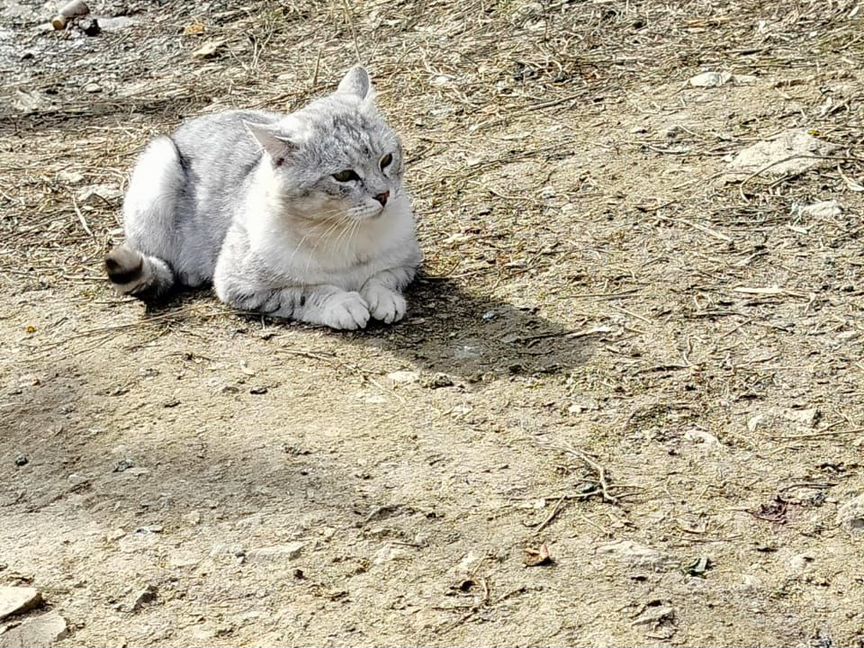 Зелёноглазый красавчик ищет дом