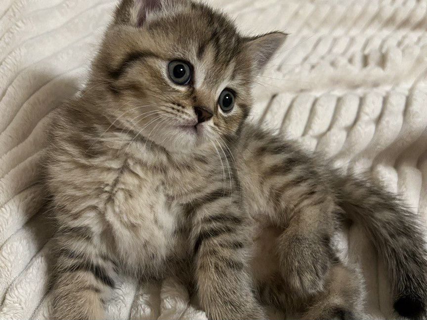 Шотландские вислоухие котята