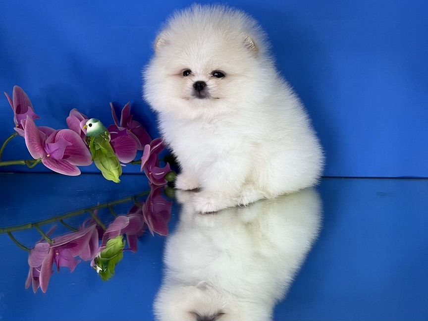 Померанский шпиц