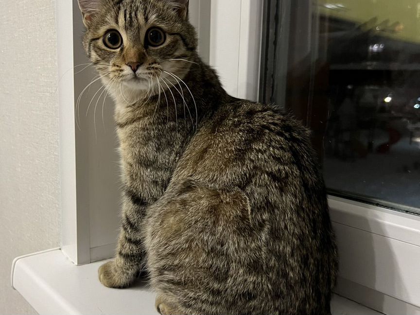 Кошки курильский бобтейл