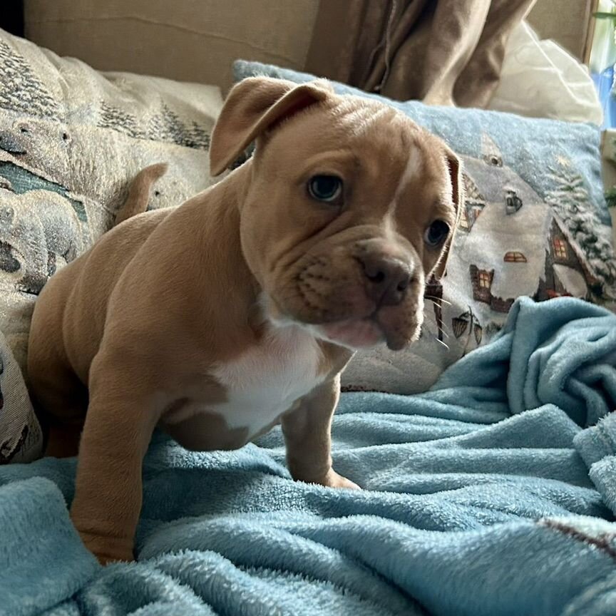 Американский булли, щенок
